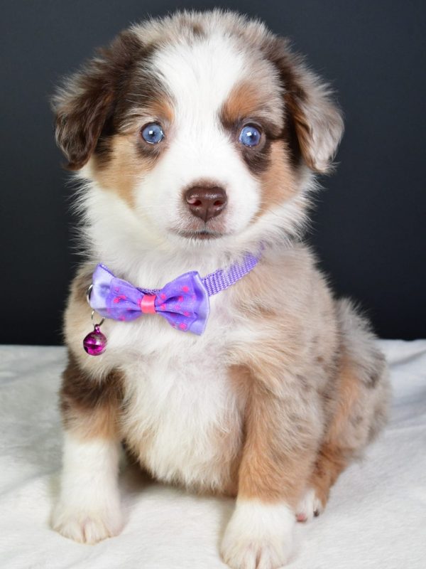 Mini Australian (American) Shepherd Puppies - Friendship Valley Pets