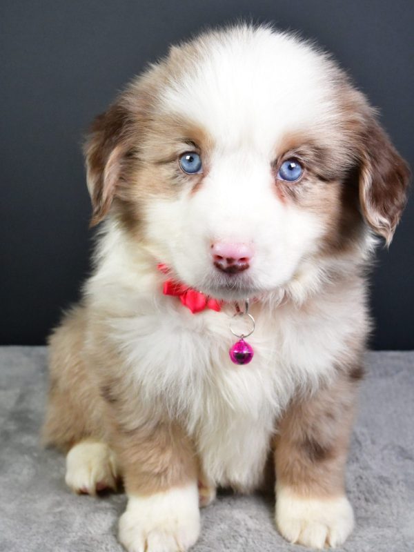 Mini Australian (American) Shepherd Puppies - Friendship Valley Pets