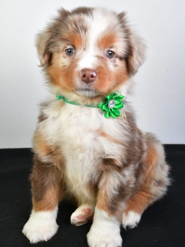 Mini Australian (American) Shepherd Puppies - Friendship Valley Pets