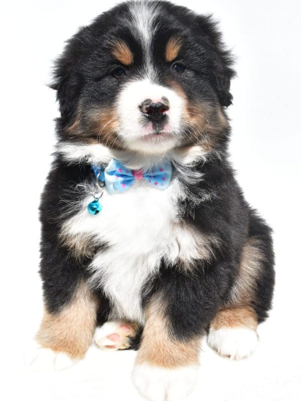 Mini Australian (American) Shepherd Puppies - Friendship Valley Pets