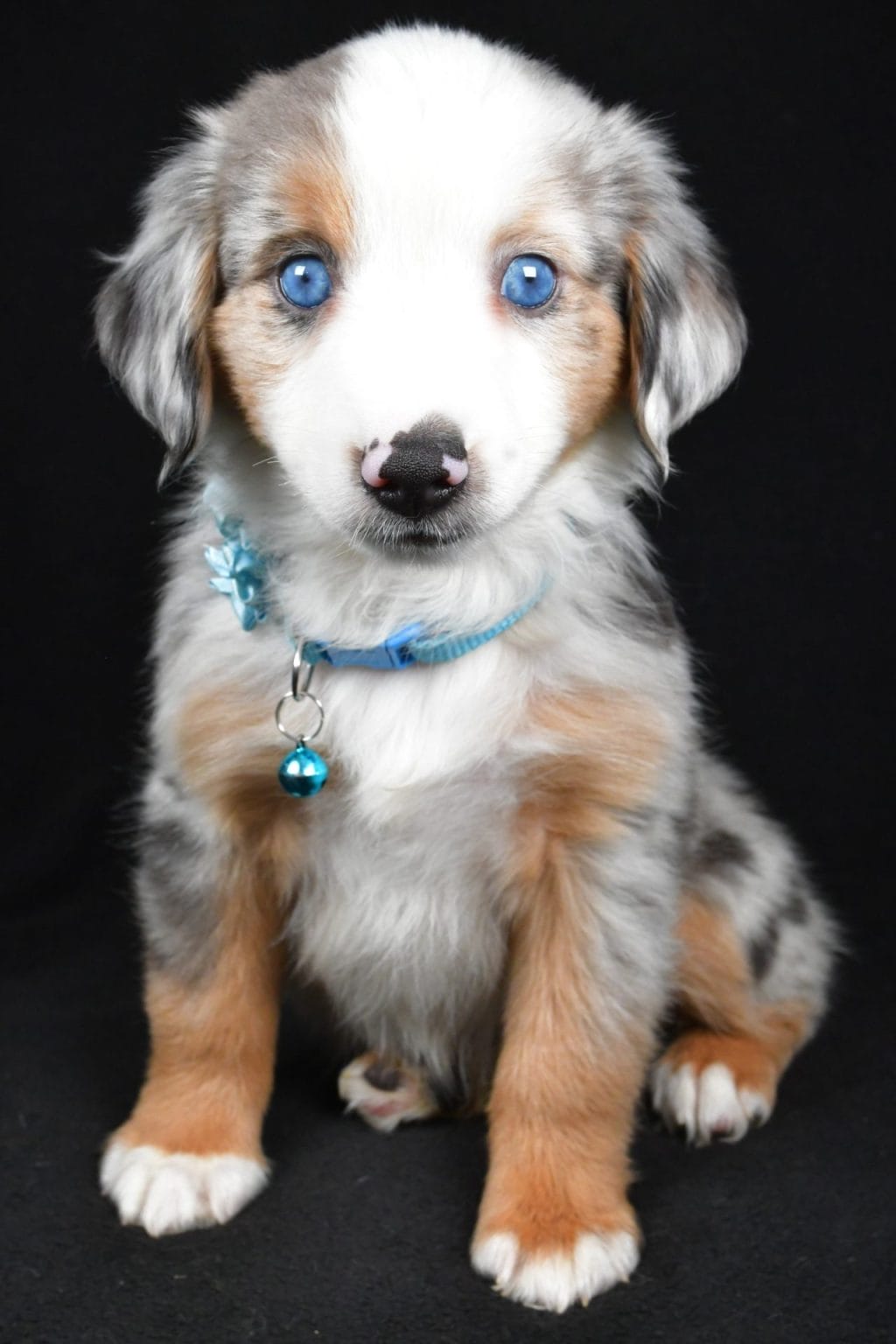 Meet Ozzy - Our Mini Australian (American) Shepherd Puppy | Born On ...