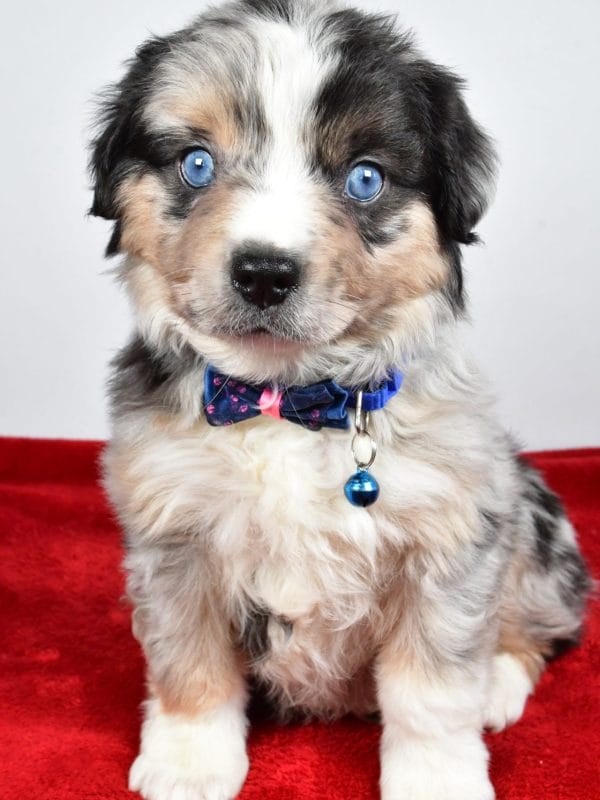 Mini Australian Shepherd Puppies for Sale | Holmes County, Ohio