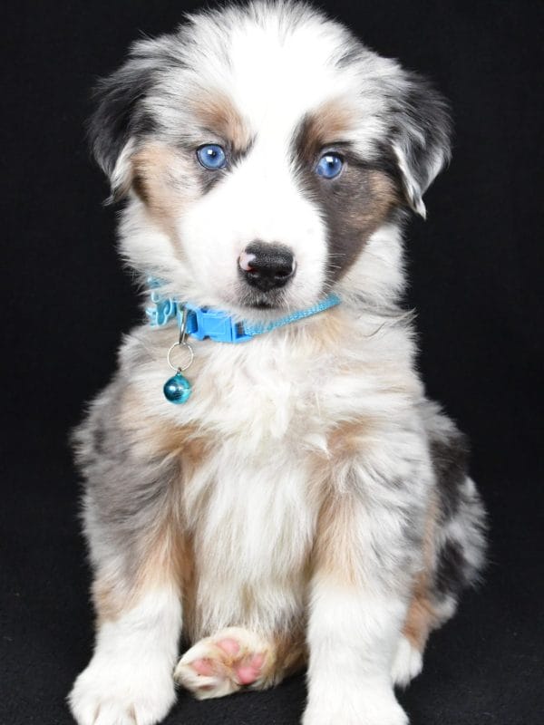 Mini Australian Shepherd Puppies for Sale | Holmes County, Ohio