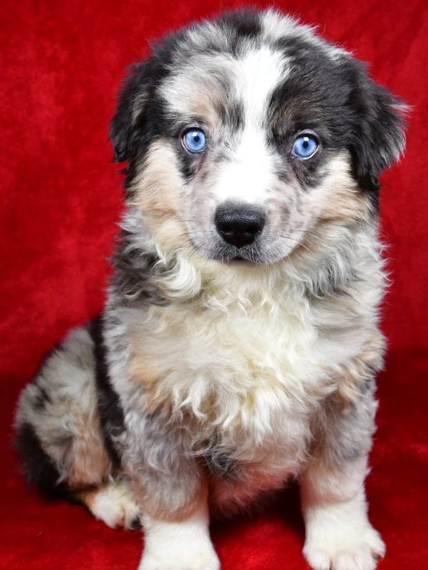 Mini Australian Shepherd Puppies for Sale | Holmes County, Ohio