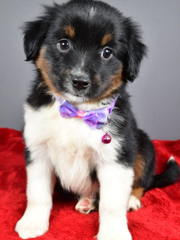 Mini Australian Shepherd Puppies for Sale | Holmes County, Ohio